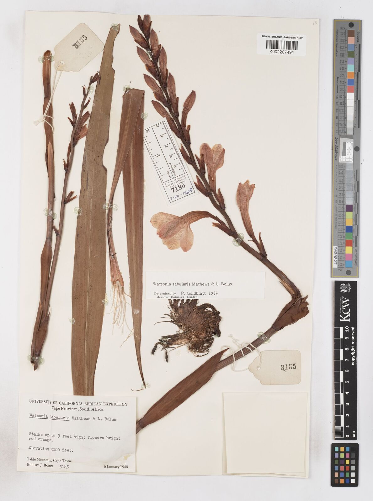 Watsonia tabularis J.W.Mathews & L.Bolus | Plants of the World Online ...