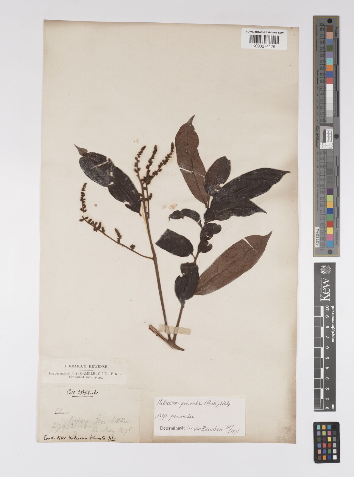 Meliosma pinnata subsp. pinnata | Plants of the World Online | Kew Science