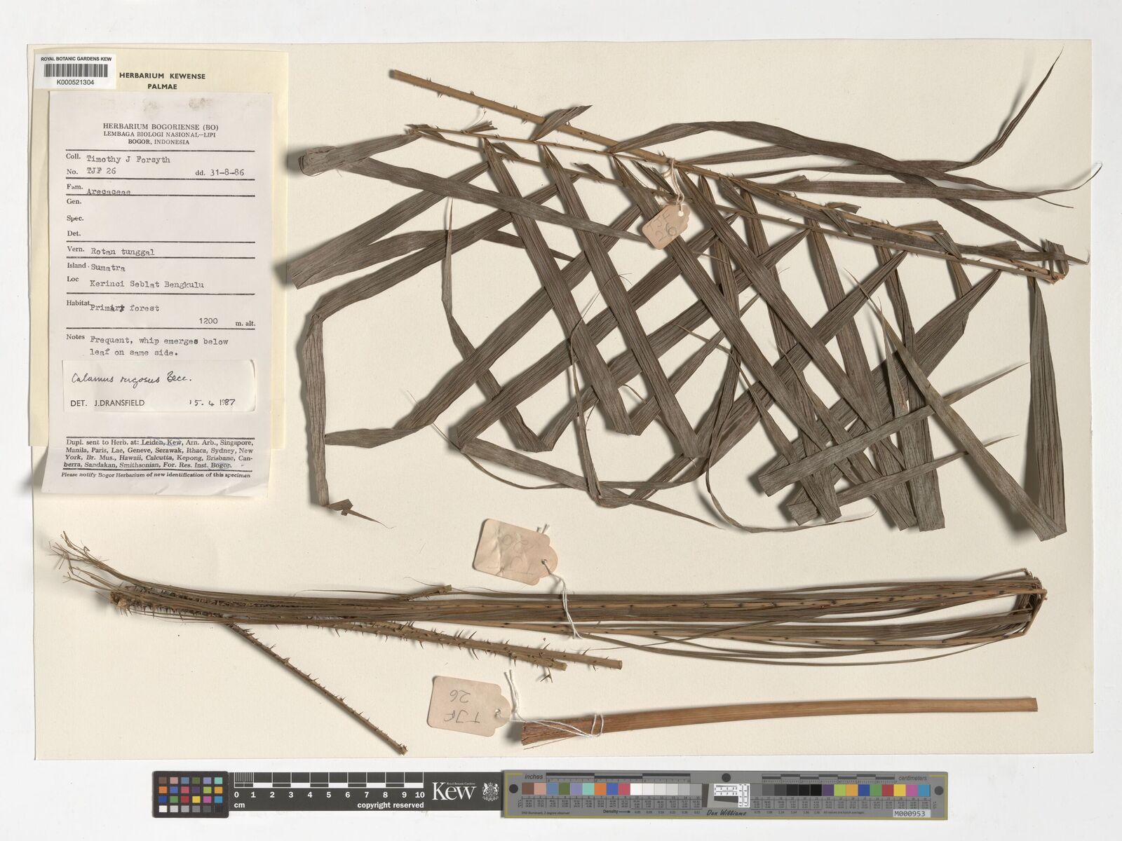 Calamus rugosus Becc. | Plants of the World Online | Kew Science