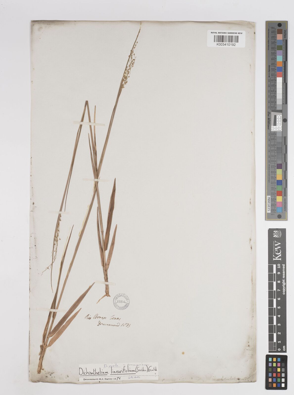 Dichanthelium linearifolium (Scribn.) Gould | Plants of the World ...