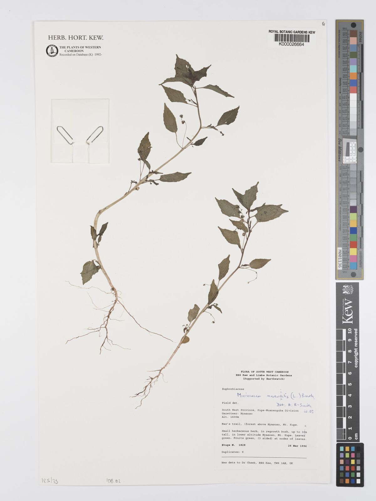 Micrococca mercurialis (L.) Benth. | Plants of the World Online | Kew ...