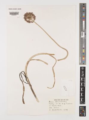 Allium atroviolaceum Boiss. | Plants of the World Online | Kew Science