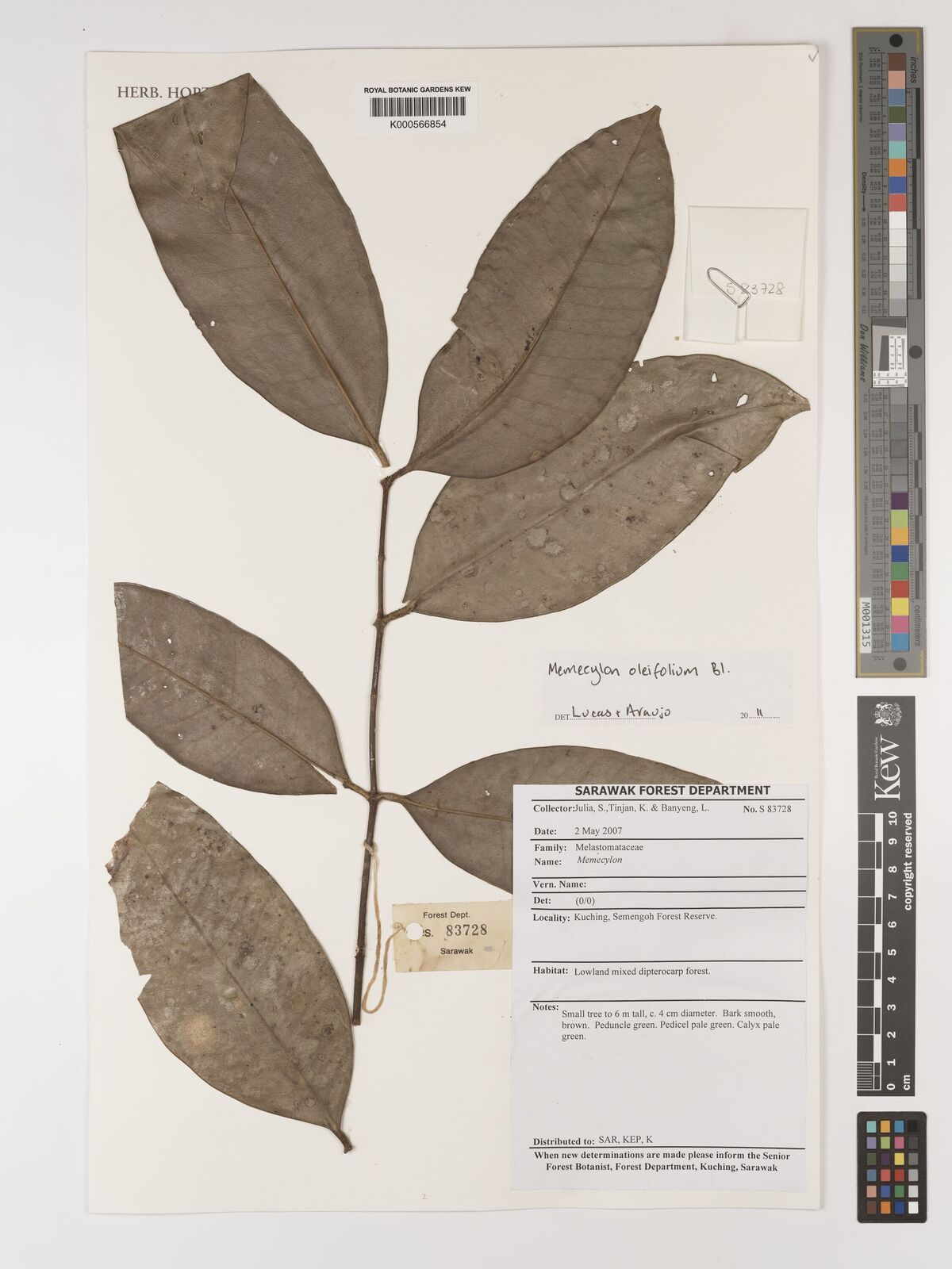 Memecylon oleifolium Blume | Plants of the World Online | Kew Science