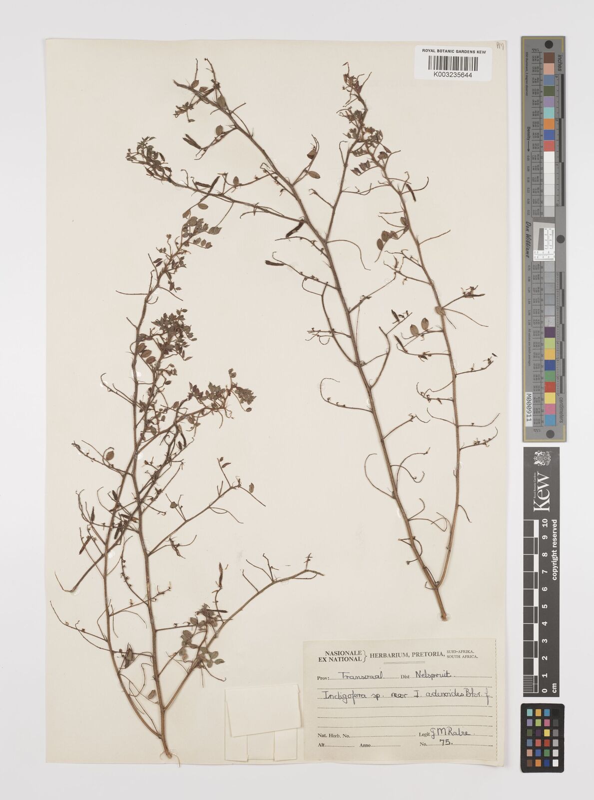 Indigofera adenoides Baker f. | Plants of the World Online | Kew Science