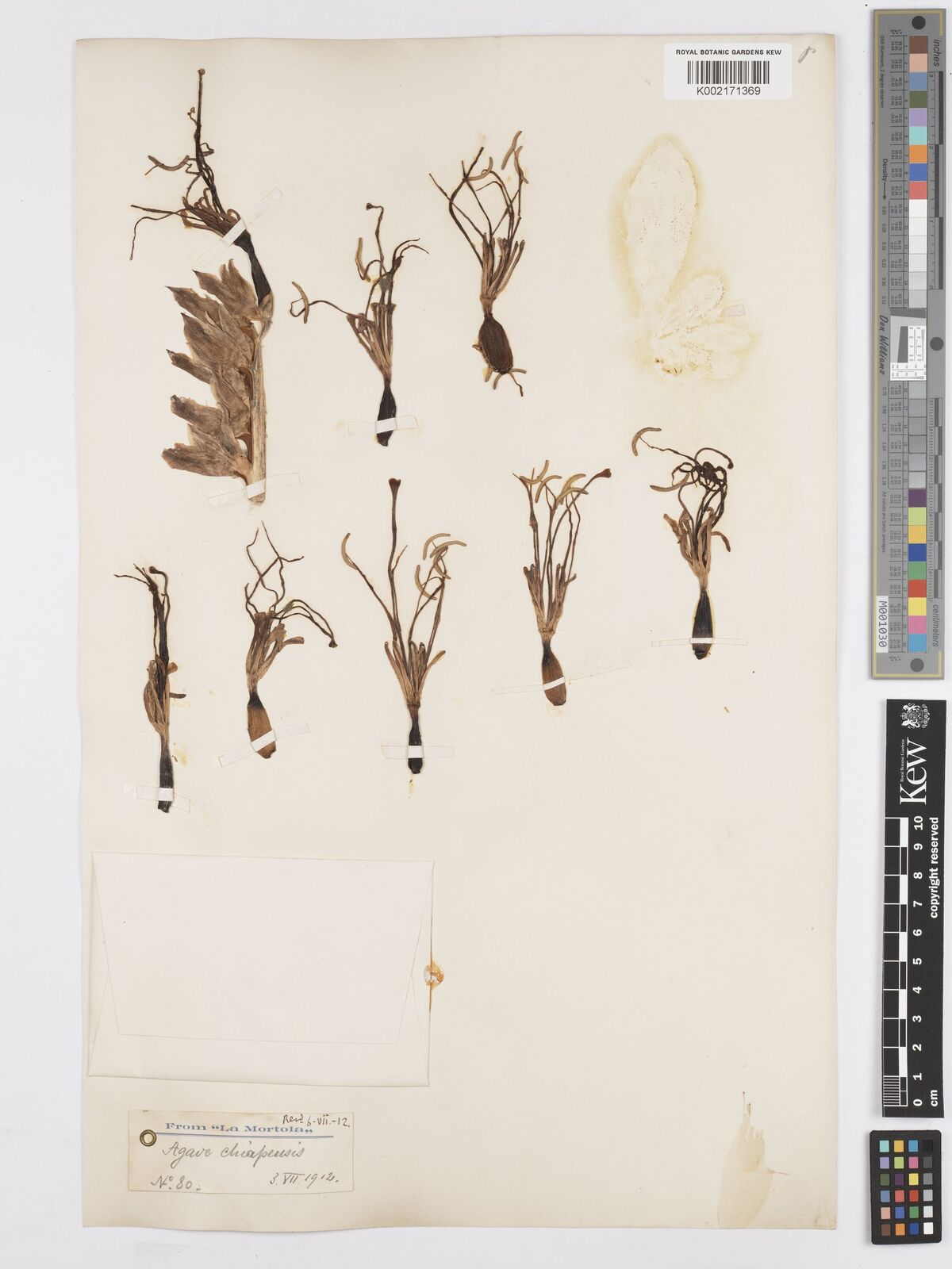 Agave chiapensis Jacobi | Plants of the World Online | Kew Science