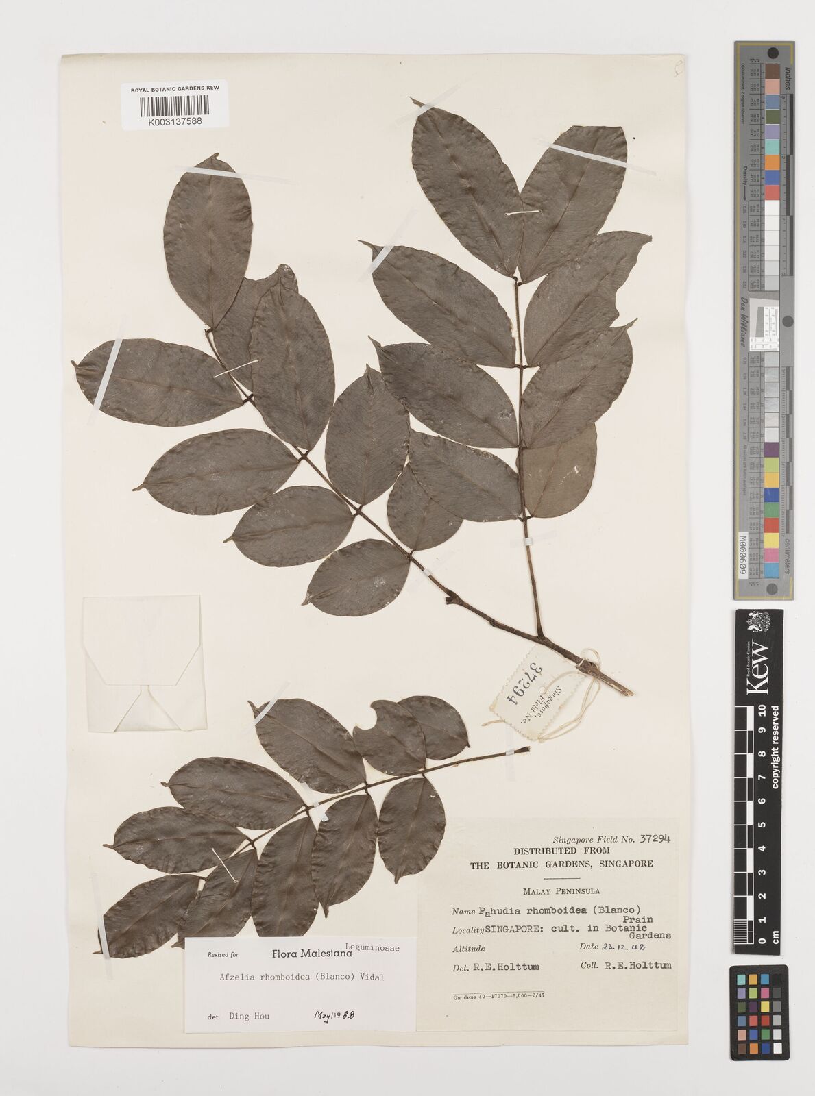 Afzelia rhomboidea (Blanco) Fern.-Vill. | Plants of the World Online ...