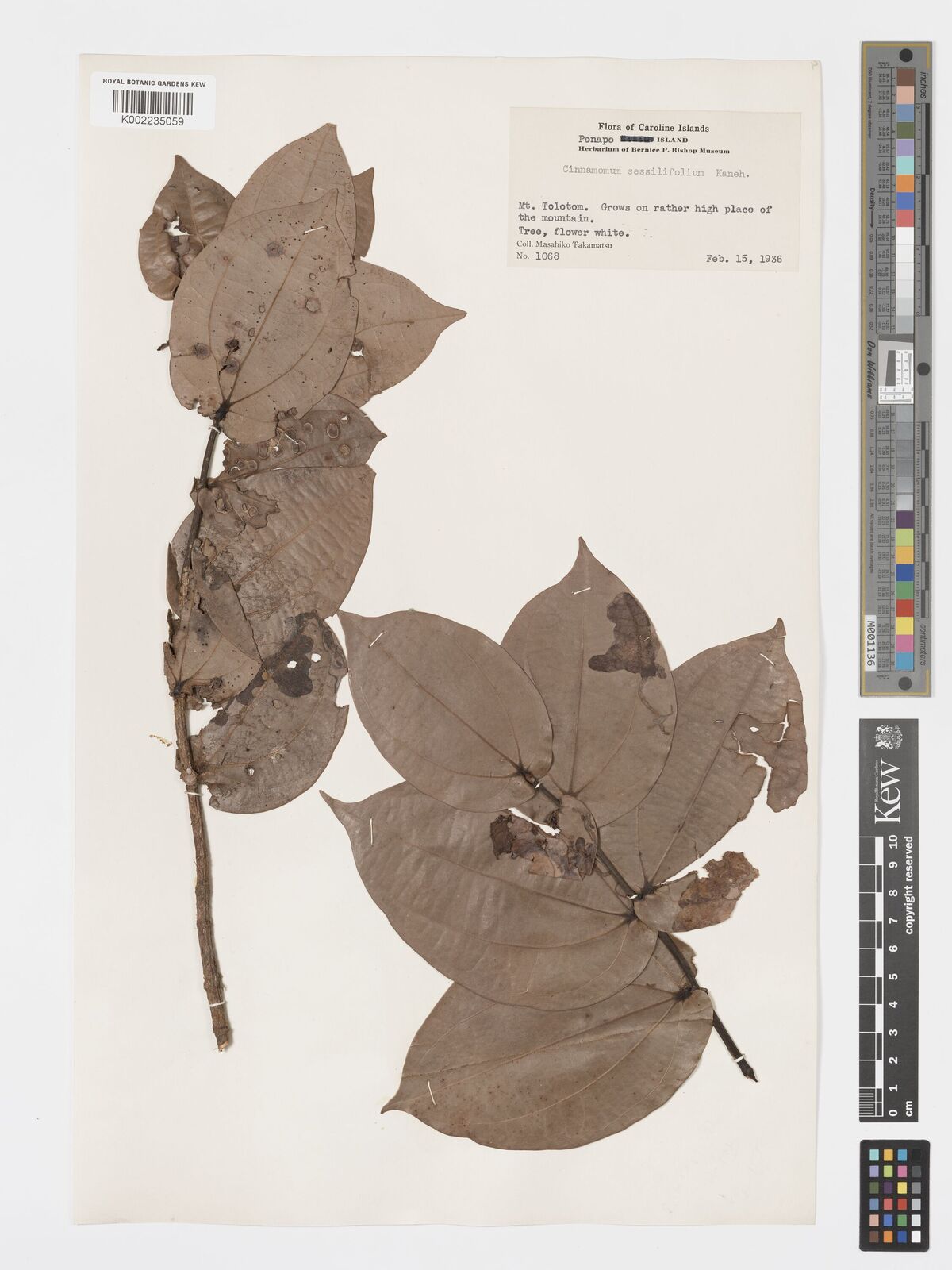 Cinnamomum sessilifolium Kaneh. | Plants of the World Online | Kew Science