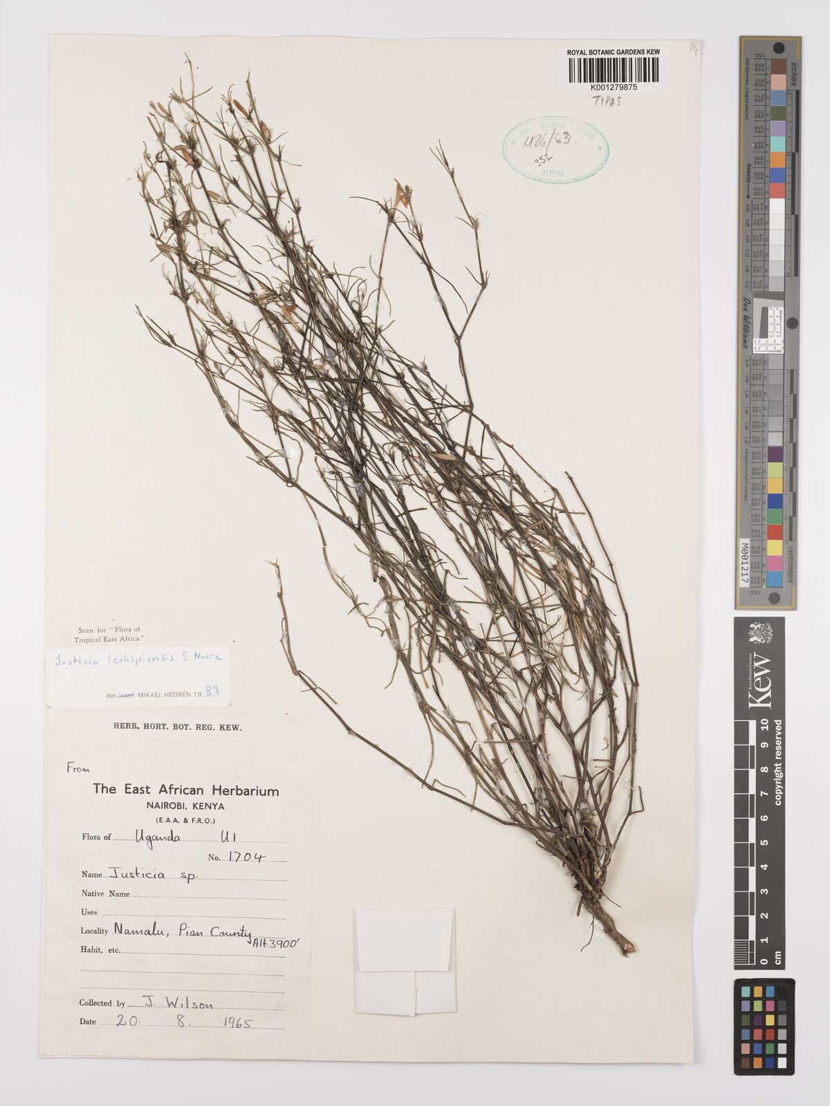 Justicia leikipiensis S.Moore | Plants of the World Online | Kew Science