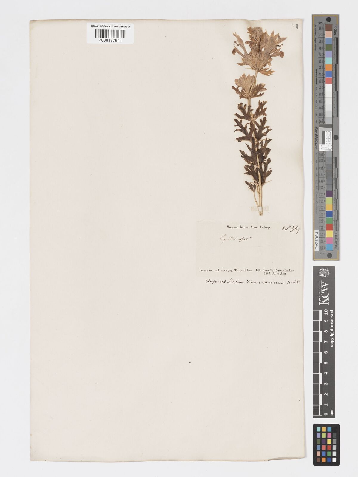 Lagochilus platyacanthus var. platyacanthus | Plants of the World ...