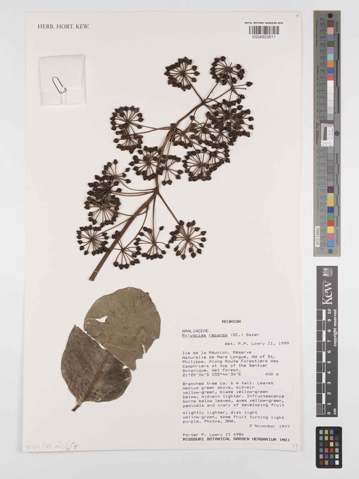 Polyscias J.R.Forst. & G.Forst. | Plants of the World Online | Kew Science