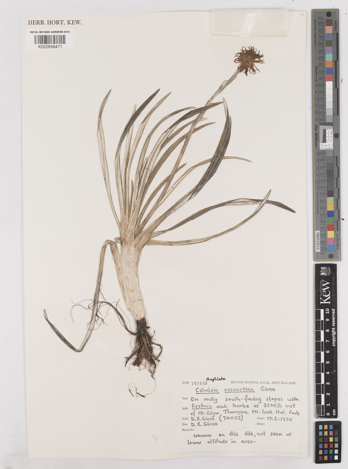 Celmisia Cass. | Plants of the World Online | Kew Science