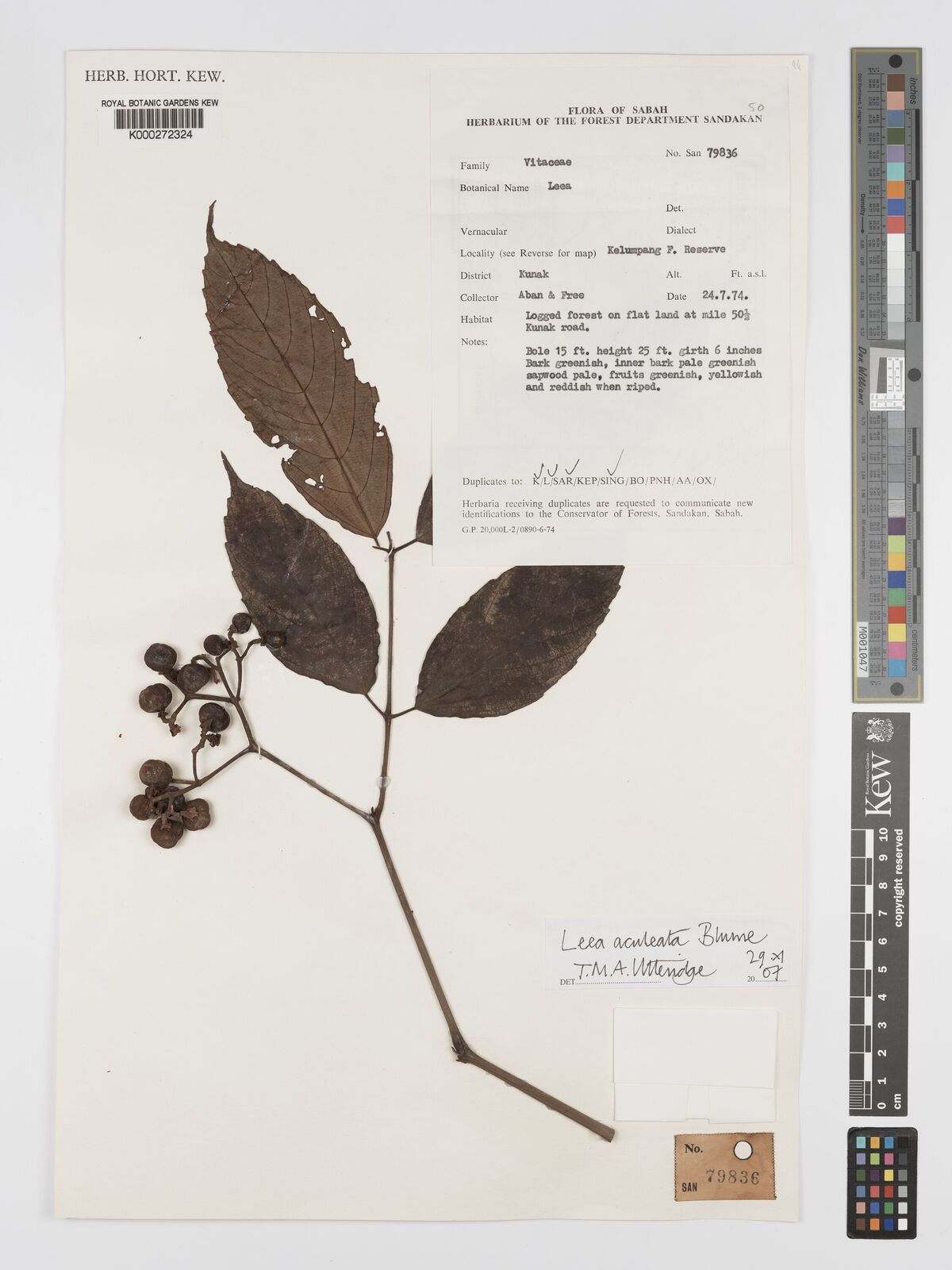 Leea aculeata Blume ex Spreng. | Plants of the World Online | Kew Science