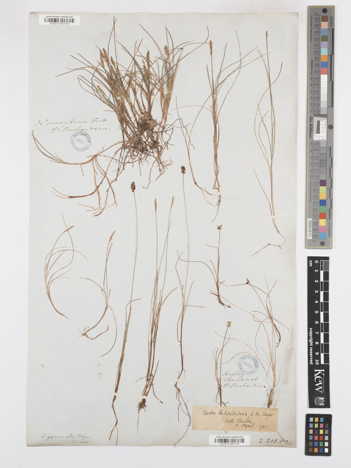 Carex nardina (Hornem.) Fr. | Plants of the World Online | Kew Science