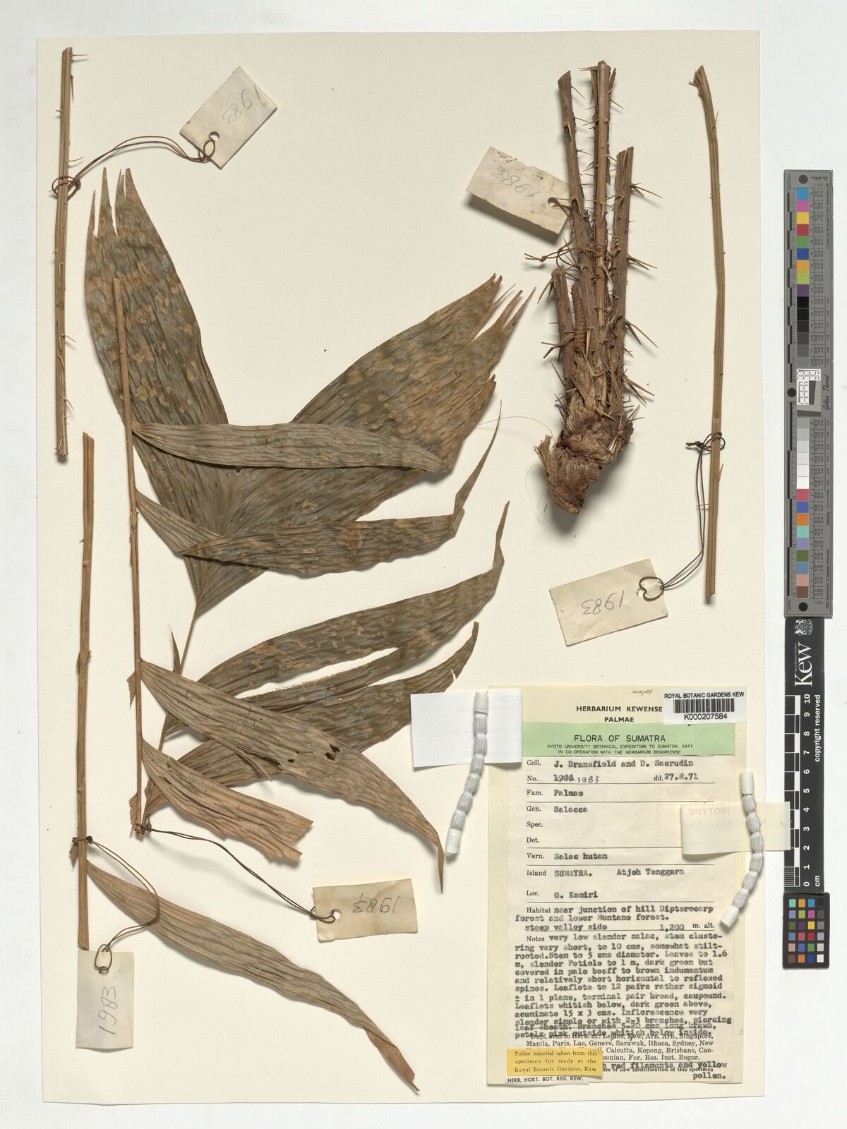 Salacca acehensis Mogea & Zumaidar | Plants of the World Online | Kew ...