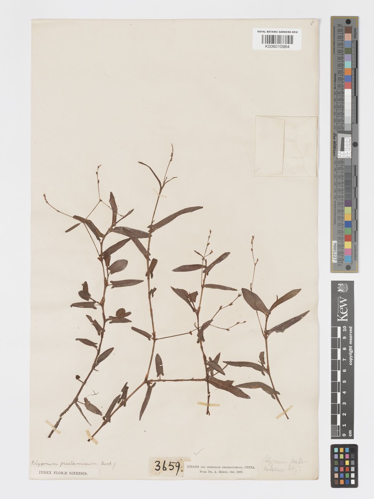 Persicaria praetermissa (Hook.f.) H.Hara | Plants of the World Online ...