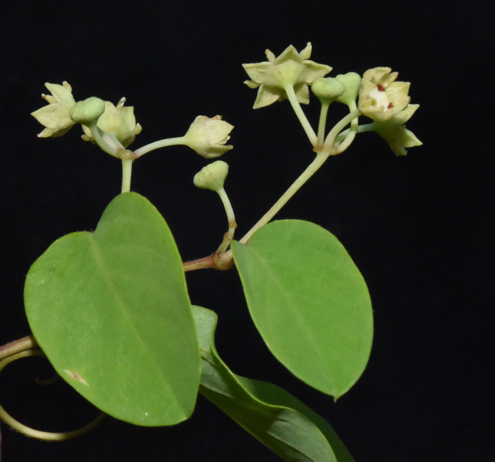 Helinus integrifolius (Lam.) Kuntze | Plants of the World Online | Kew ...