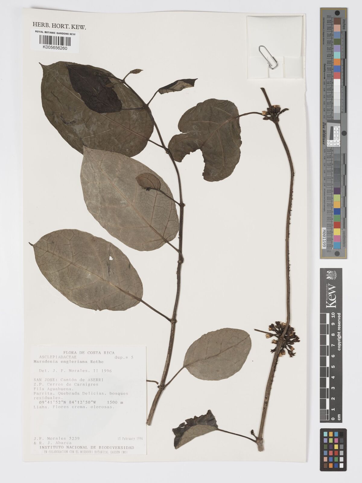 Ruehssia engleriana (W.Rothe) Morillo & Mora Méndez | Plants of the ...