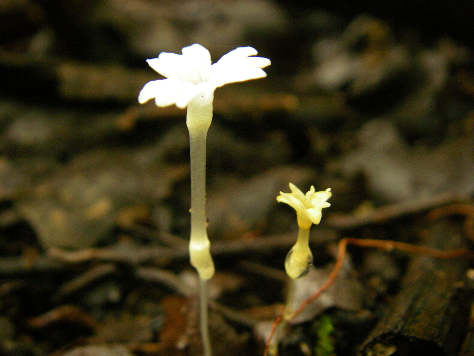 Gymnosiphon fonensis Cheek | Plants of the World Online | Kew Science