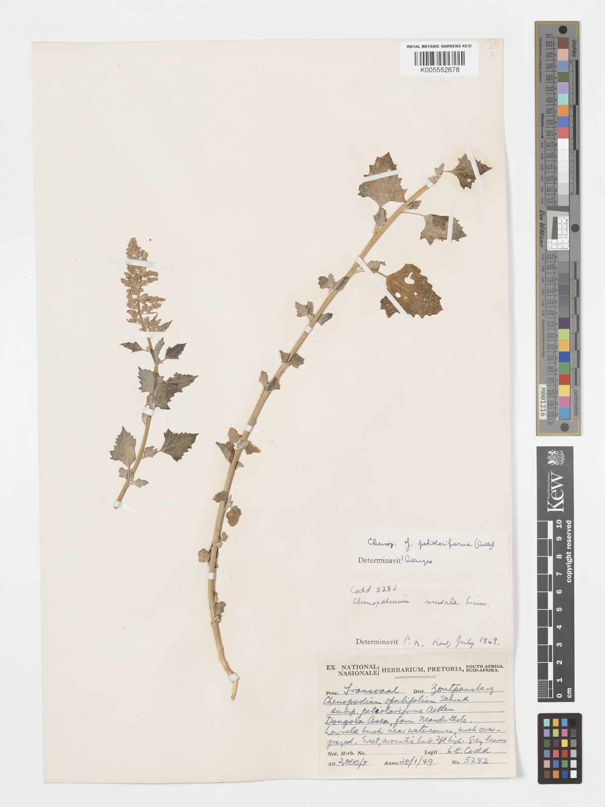 Chenopodium hederiforme (Murr) Aellen | Plants of the World Online ...