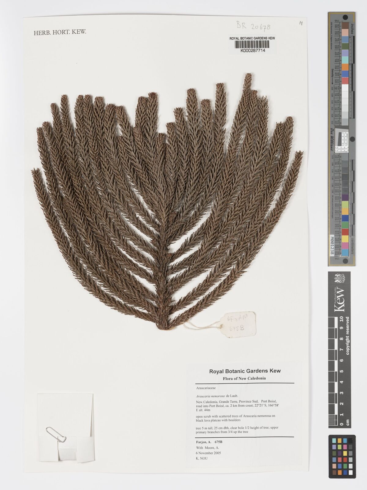 Araucaria nemorosa de Laub. | Plants of the World Online | Kew Science
