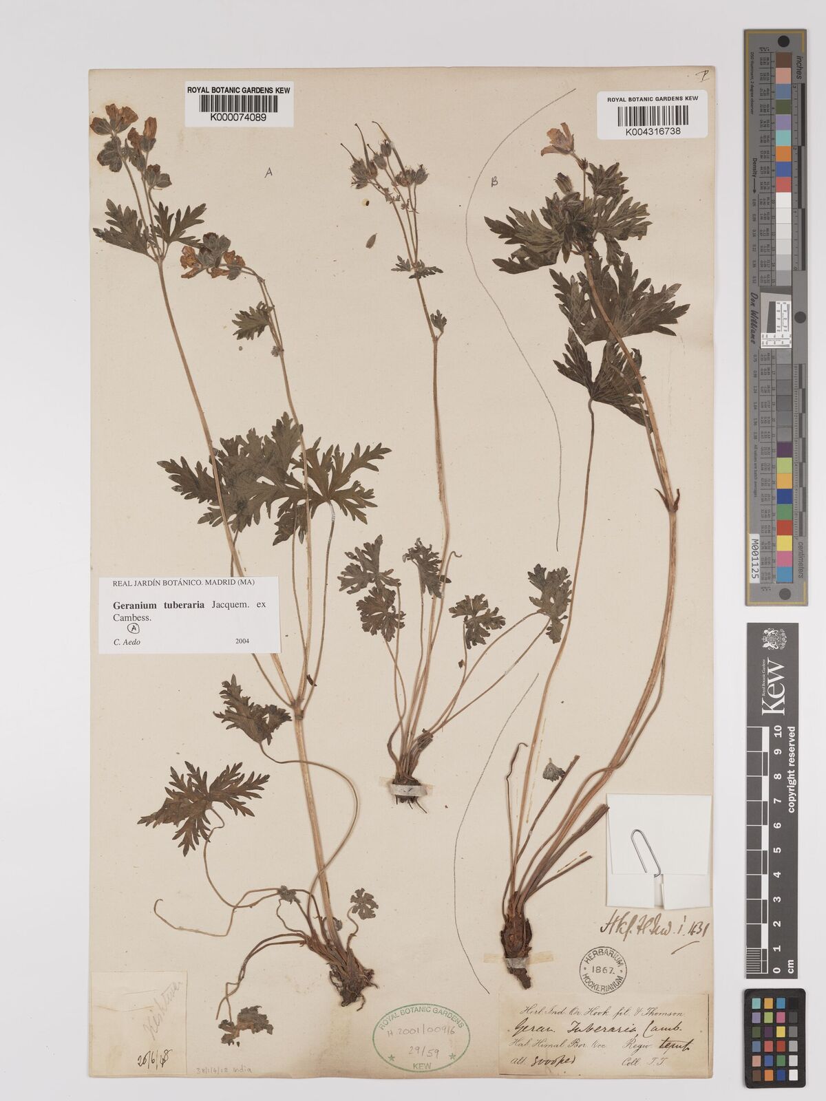 Geranium tuberaria Cambess. | Plants of the World Online | Kew Science