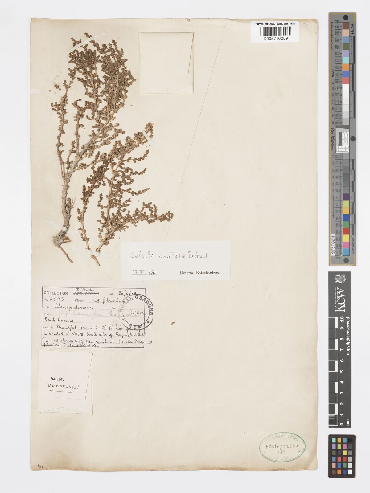 Caroxylon exalatum (Botsch.) Mucina | Plants of the World Online | Kew ...