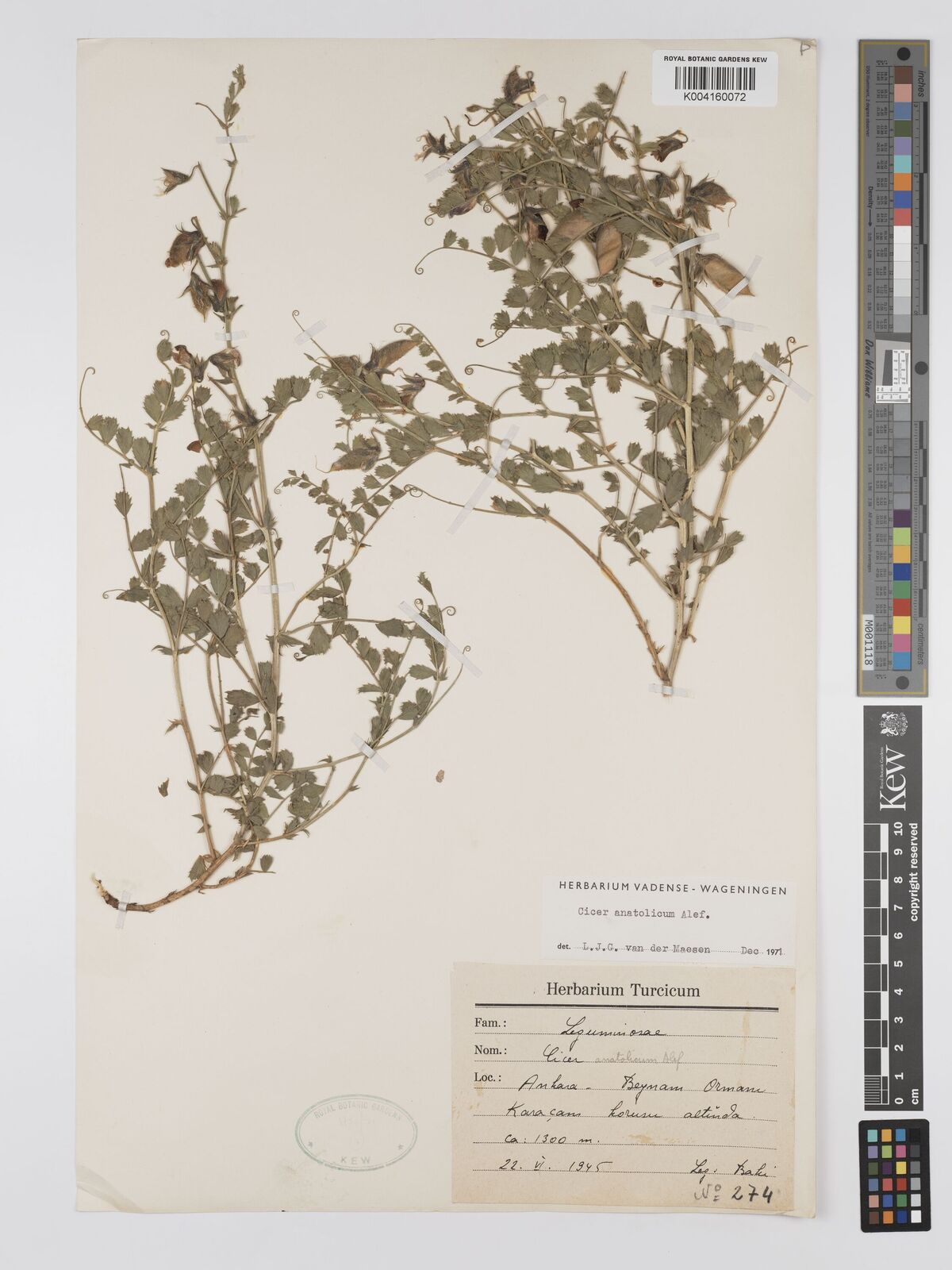 Cicer anatolicum Alef. | Plants of the World Online | Kew Science