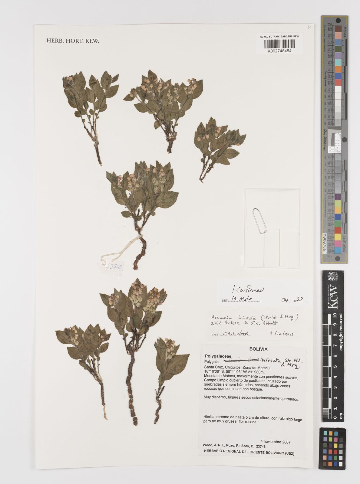 Asemeia hirsuta (A.St.-Hil. & Moq.) J.F.B.Pastore & J.R.Abbott | Plants ...