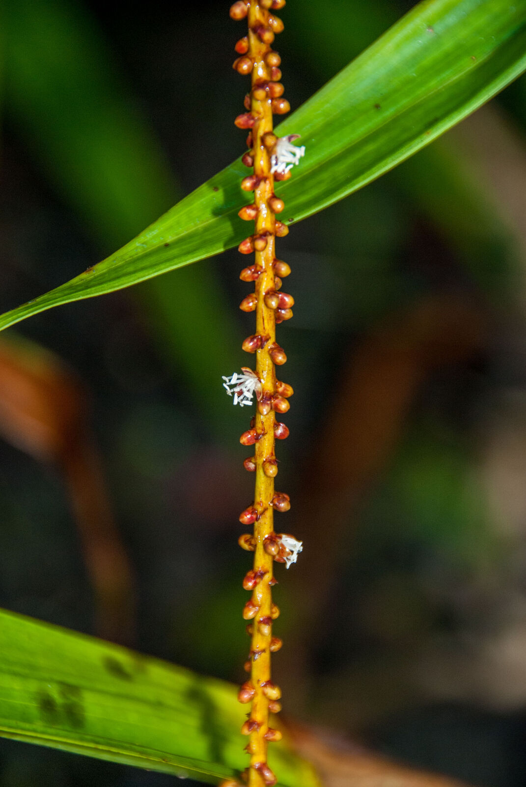 Calyptrocalyx reflexus J.Dransf. & Marcus | Plants of the World Online ...