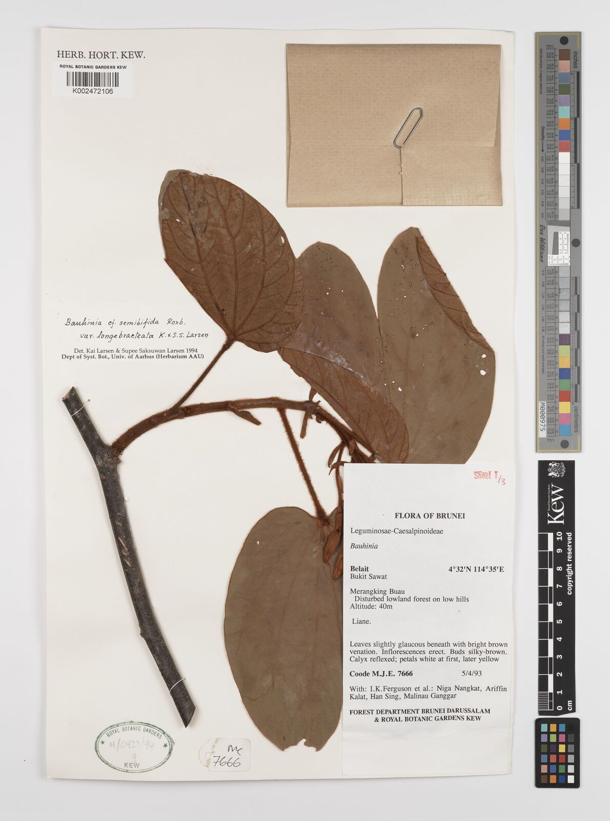 Phanera semibifida var. longebracteata (K.Larsen & S.S.Larsen) Bandyop ...