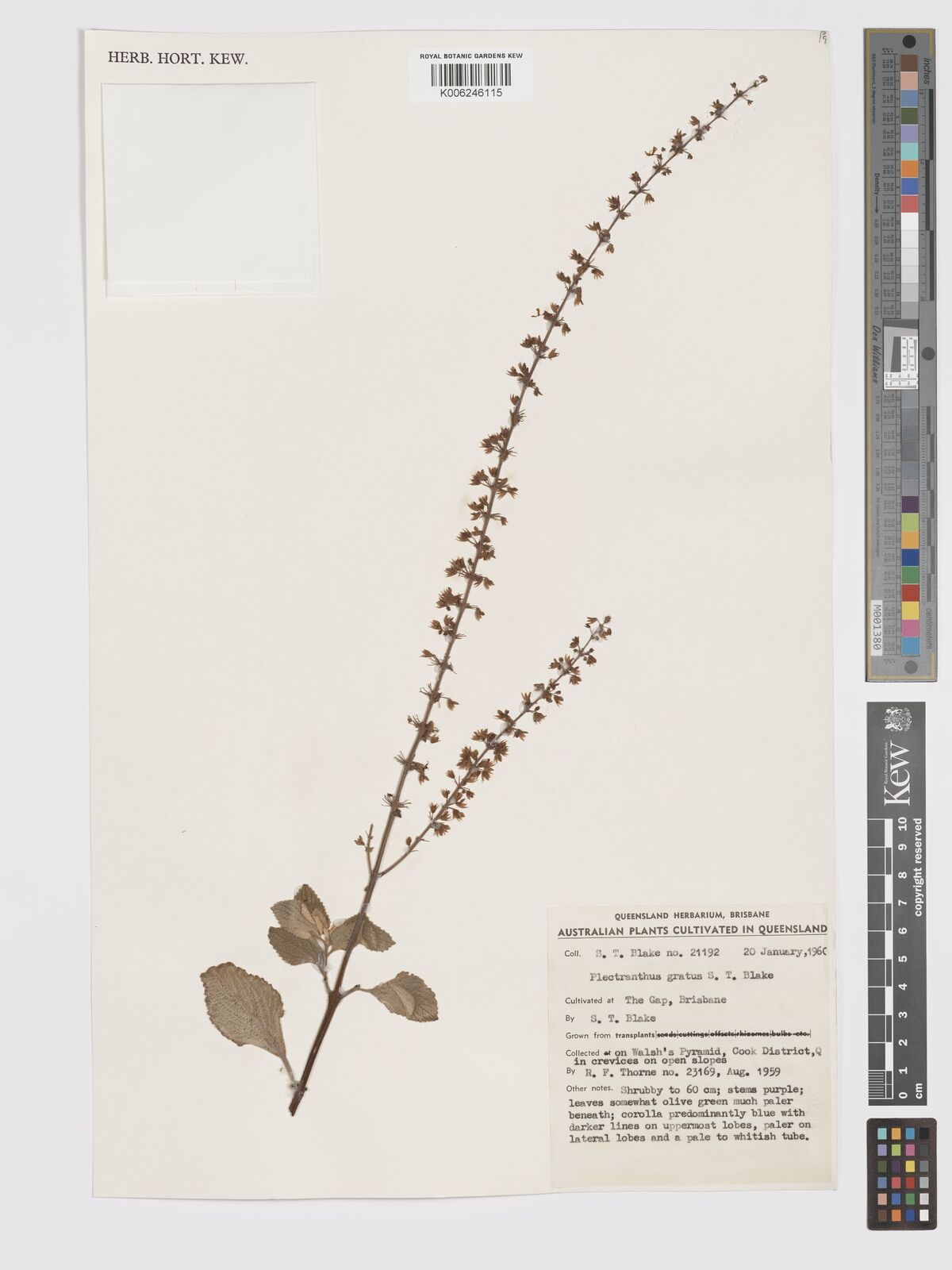 Coleus gratus (S.T.Blake) P.I.Forst. & T.C.Wilson | Plants of the World ...