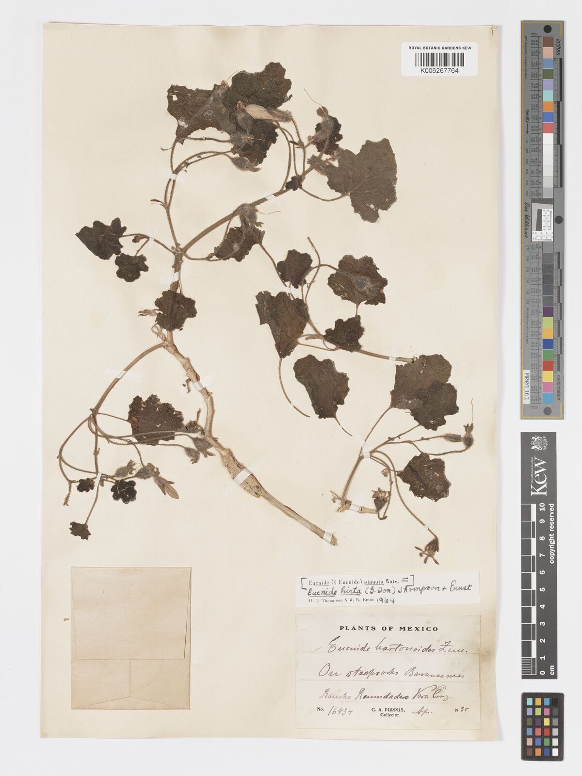 Eucnide hirta (Pav. ex G.Don) H.J.Thomps. & W.R.Ernst | Plants of the World Online | Kew Science