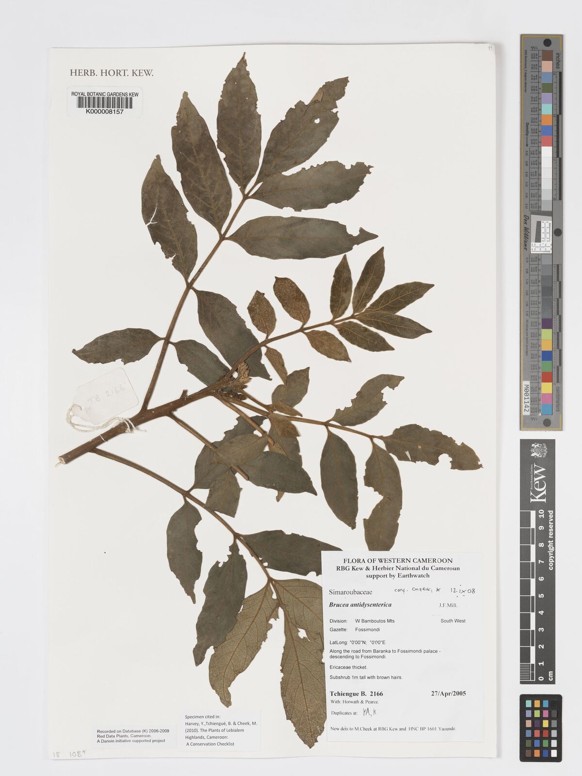 Brucea antidysenterica J.F.Mill. | Plants of the World Online | Kew Science