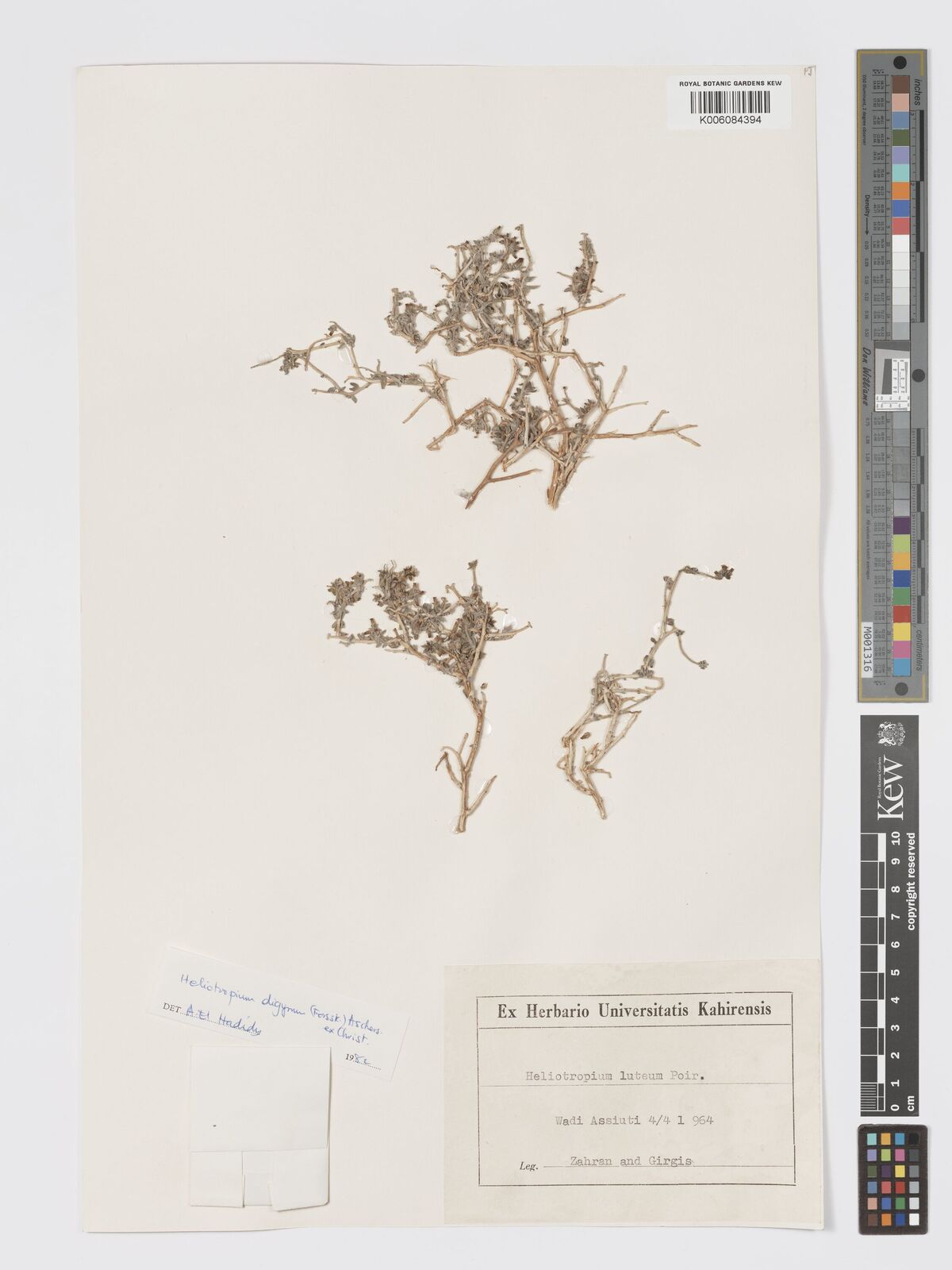 Heliotropium digynum (Forssk.) Asch. ex C.Chr. | Plants of the World ...