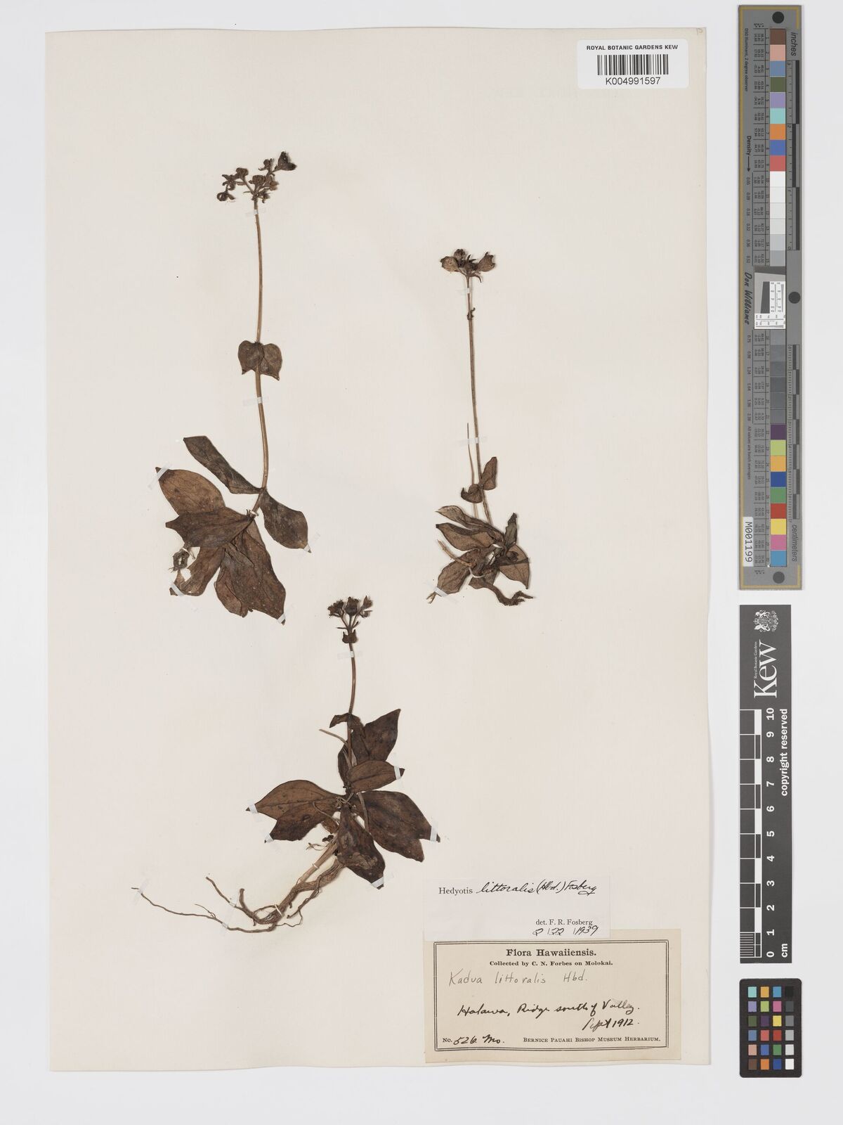 Kadua littoralis Hillebr. | Plants of the World Online | Kew Science