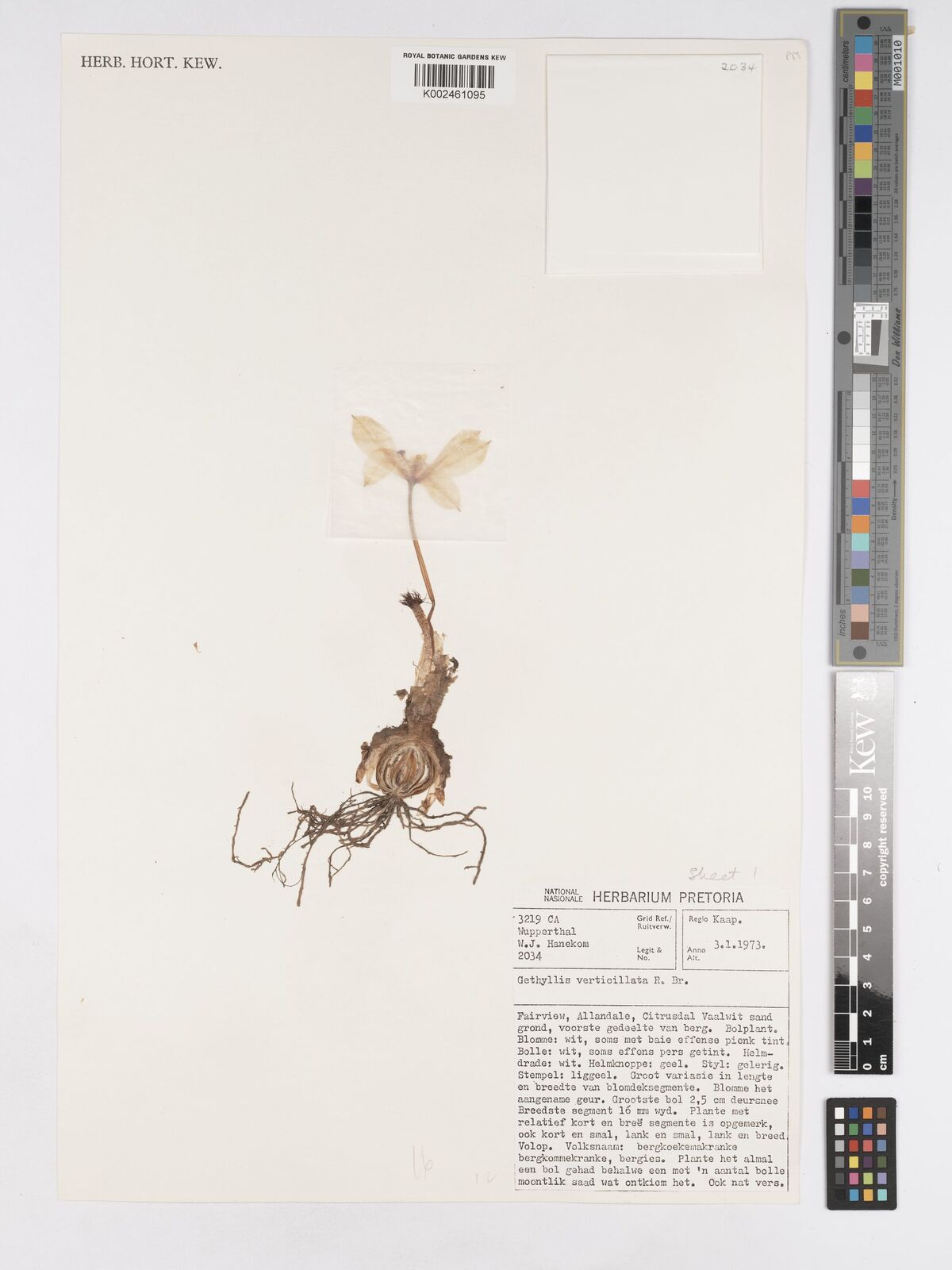 Gethyllis verticillata R.Br. | Plants of the World Online | Kew Science