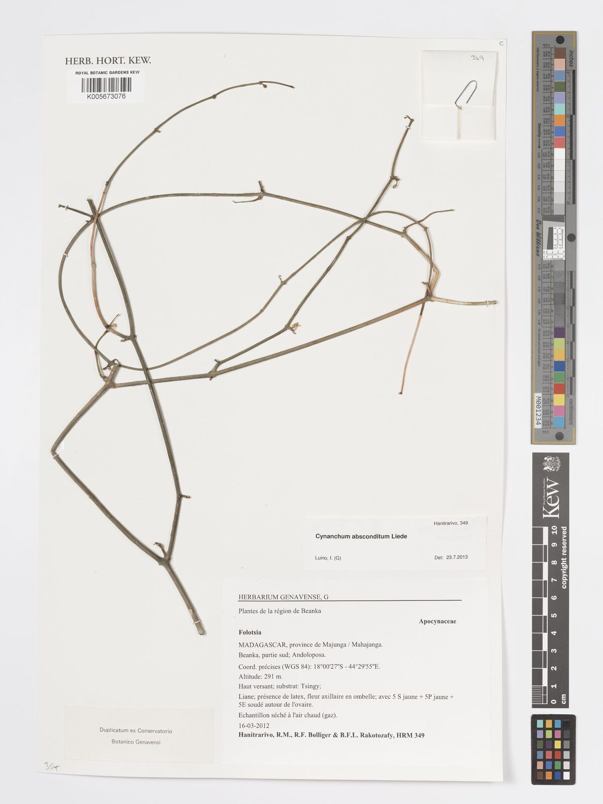 Cynanchum absconditum Liede | Plants of the World Online | Kew Science