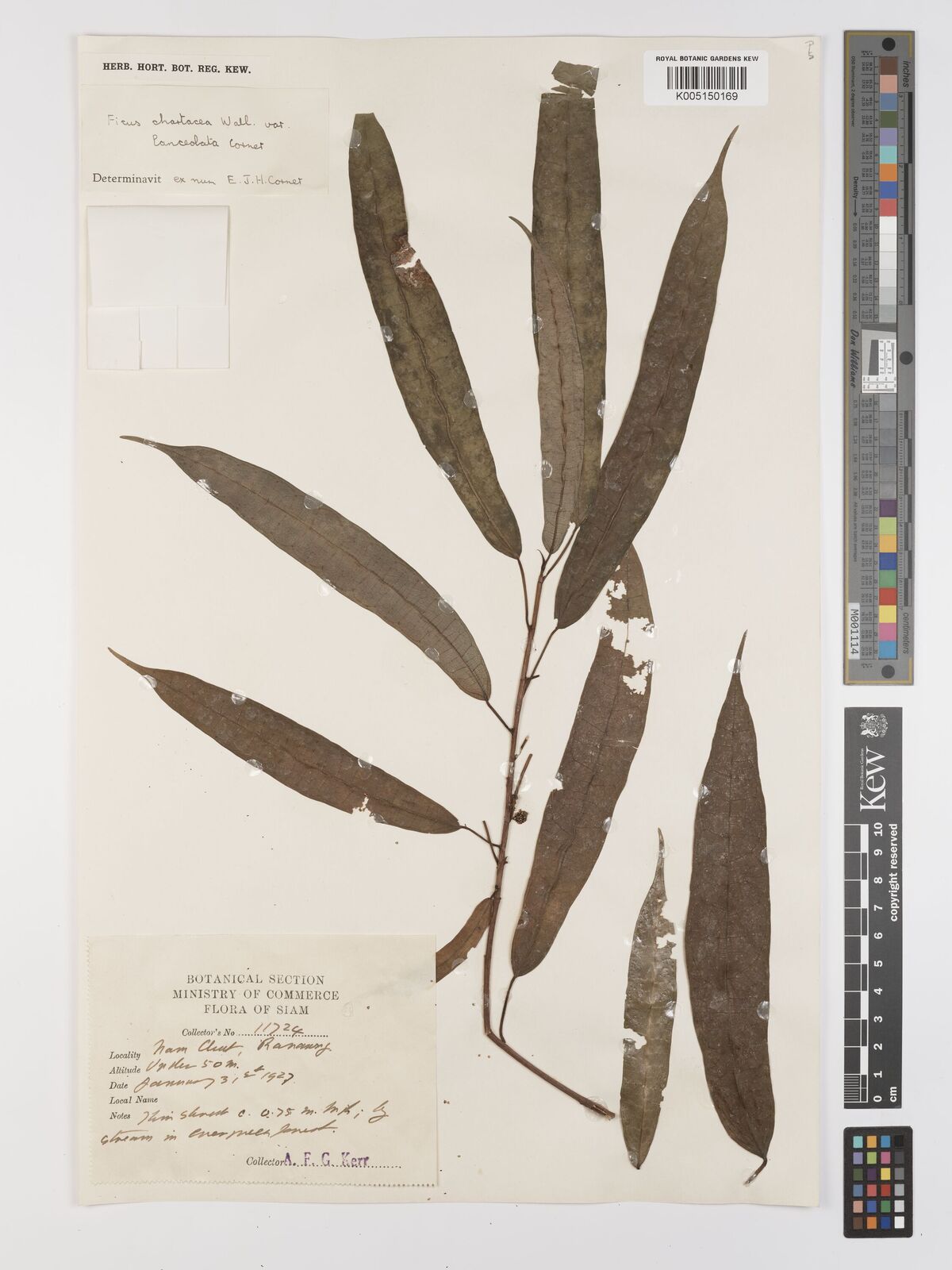 Ficus chartacea (Wall. ex Kurz) Wall. ex King | Plants of the World ...