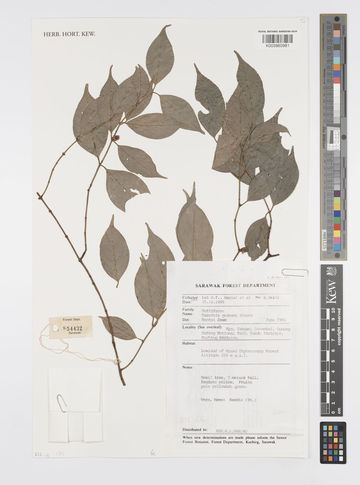 Garcinia grahamii Pierre | Plants of the World Online | Kew Science