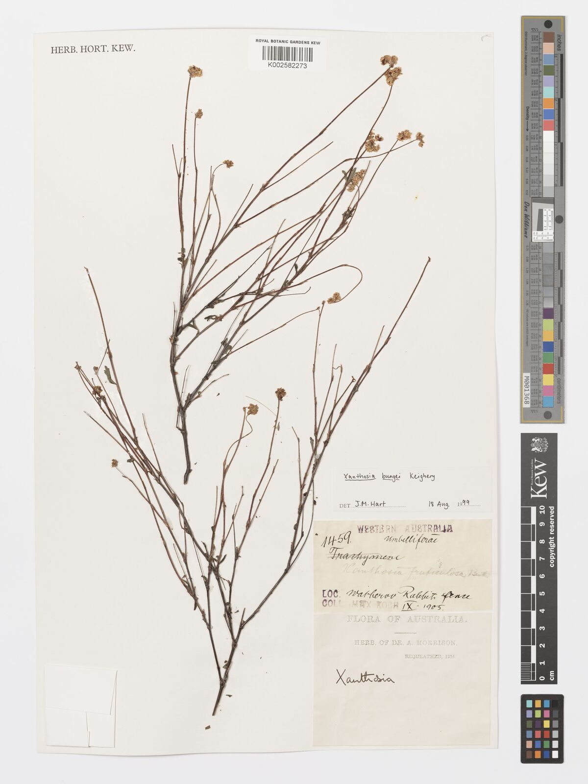Xanthosia kochii (E.Pritz.) J.M.Hart & Henwood | Plants of the World ...