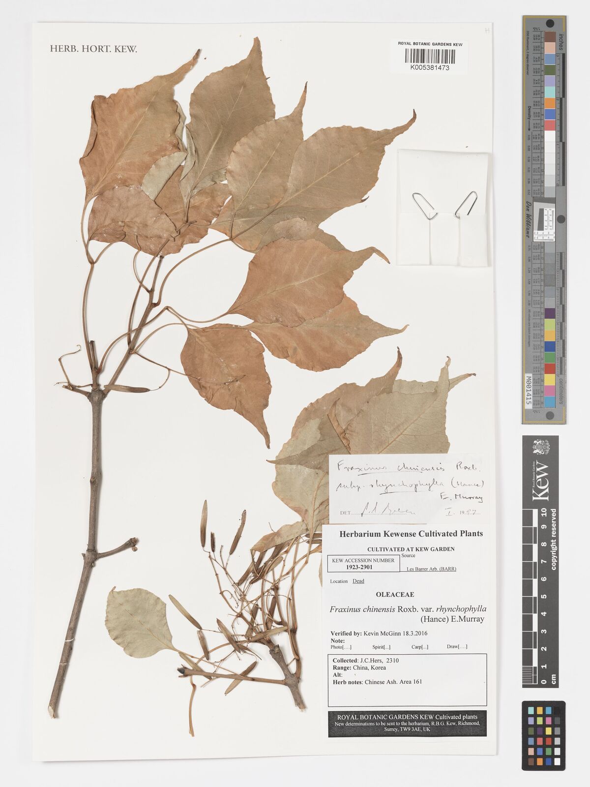 Fraxinus chinensis subsp. rhynchophylla (Hance) A.E.Murray | Plants of ...