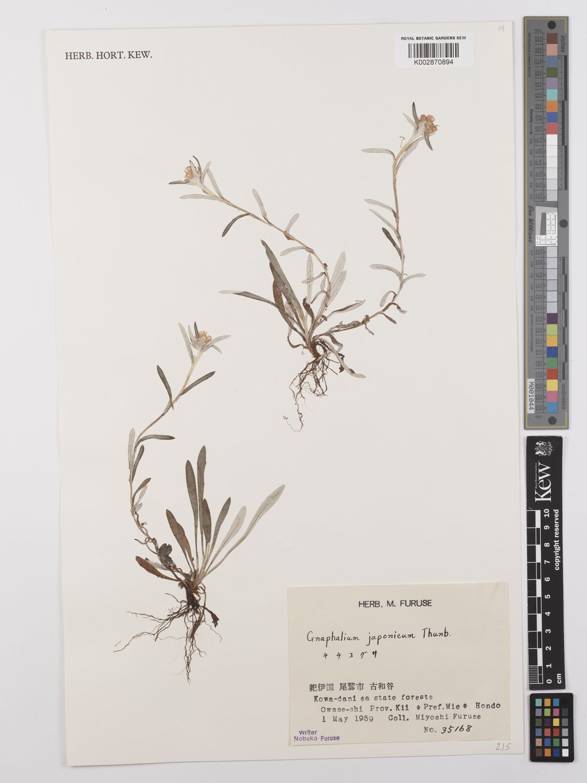 Euchiton japonicus (Thunb.) Holub | Plants of the World Online | Kew ...