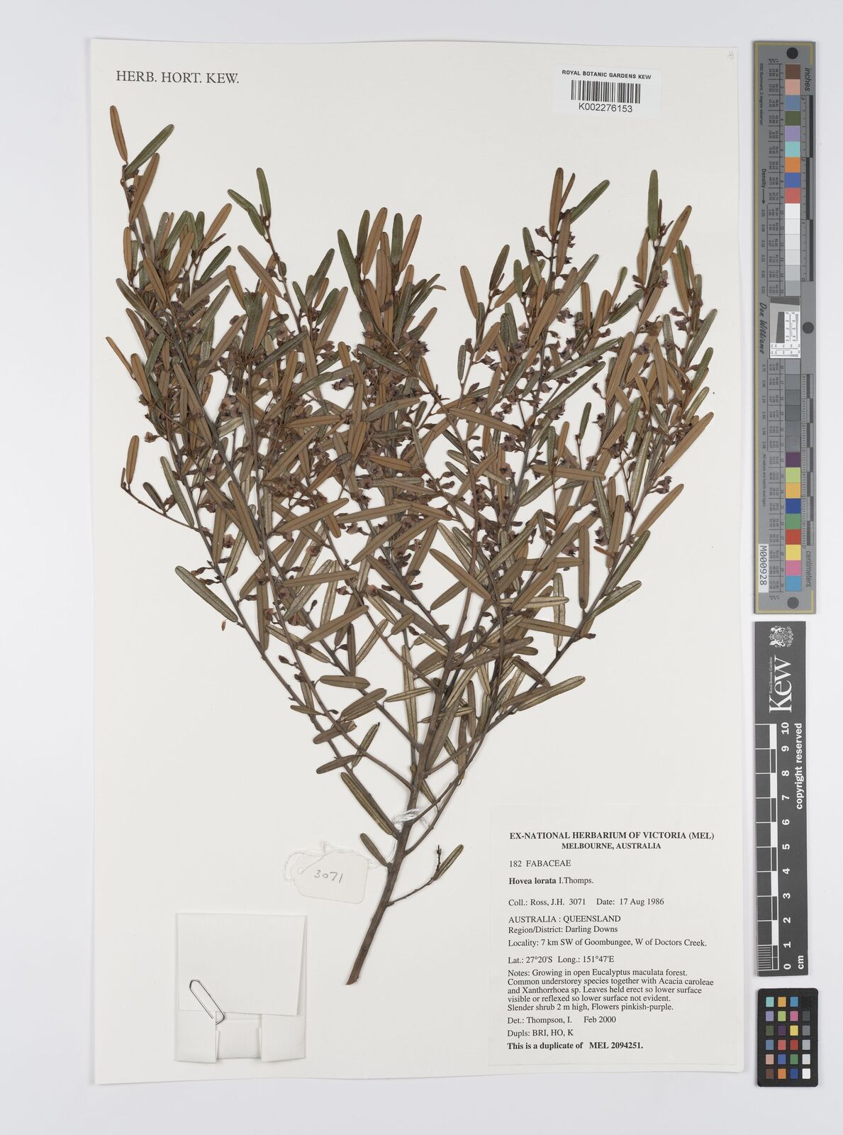 Hovea lorata I.Thomps. | Plants of the World Online | Kew Science