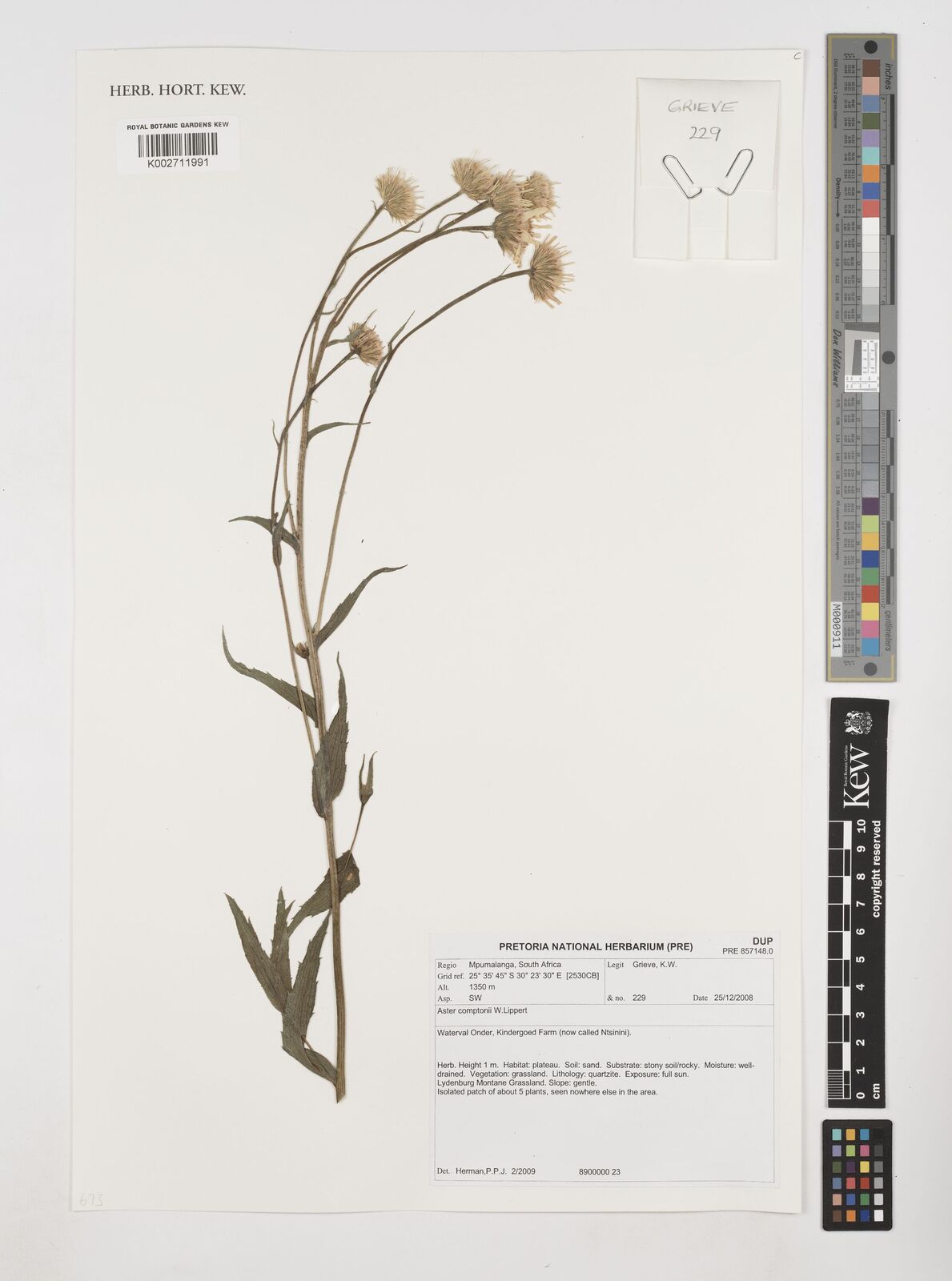 Afroaster comptonii (W.Lippert) J.C.Manning & Goldblatt | Plants of the ...