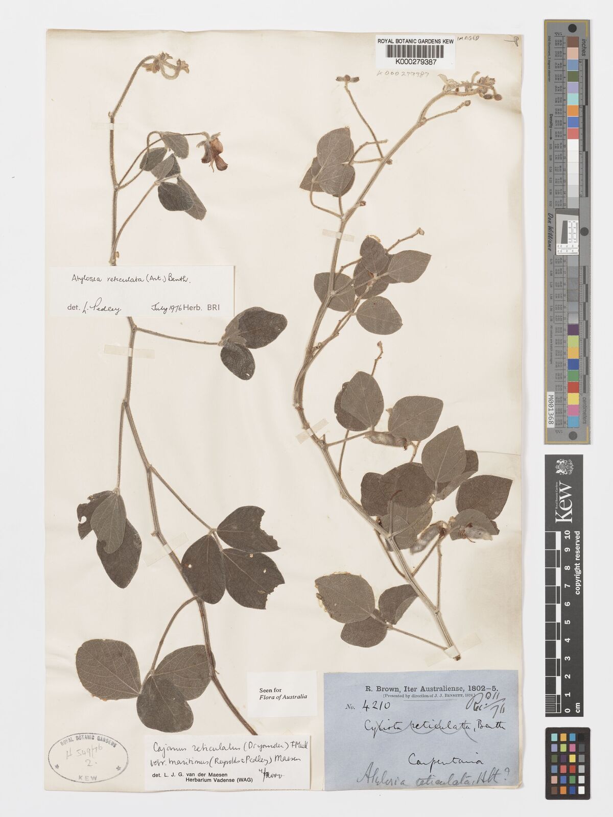 Cajanus reticulatus var. maritimus (S.T.Reynolds & Pedley) Maesen ...