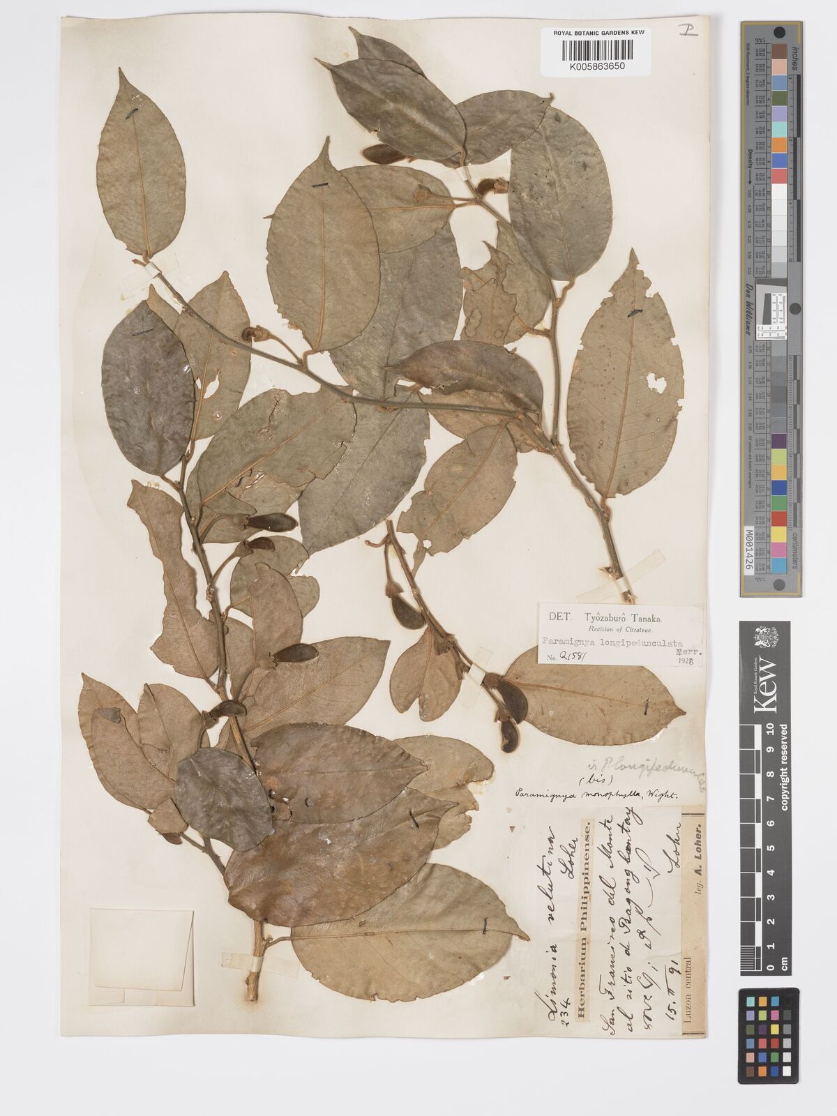 Paramignya longipedunculata Merr. | Plants of the World Online | Kew ...