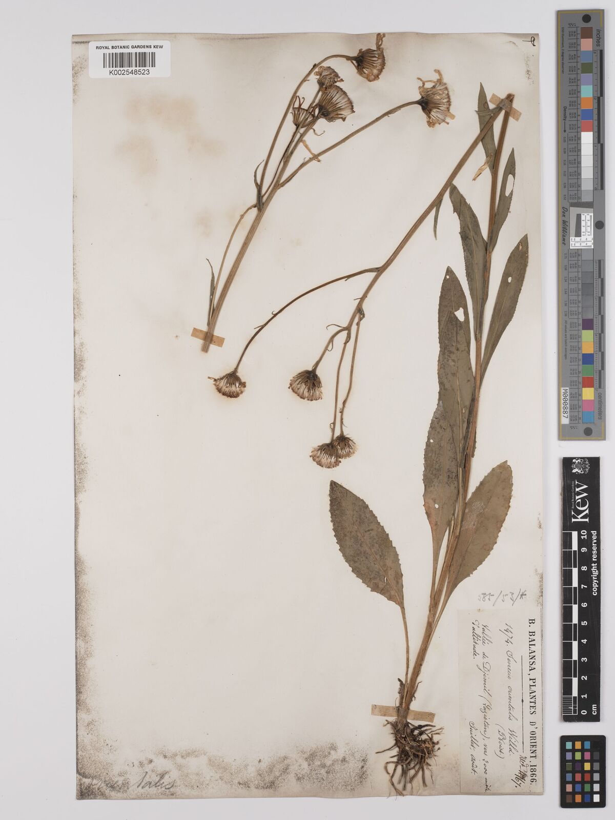 Senecio macedonicus subsp. macedonicus | Plants of the World Online ...