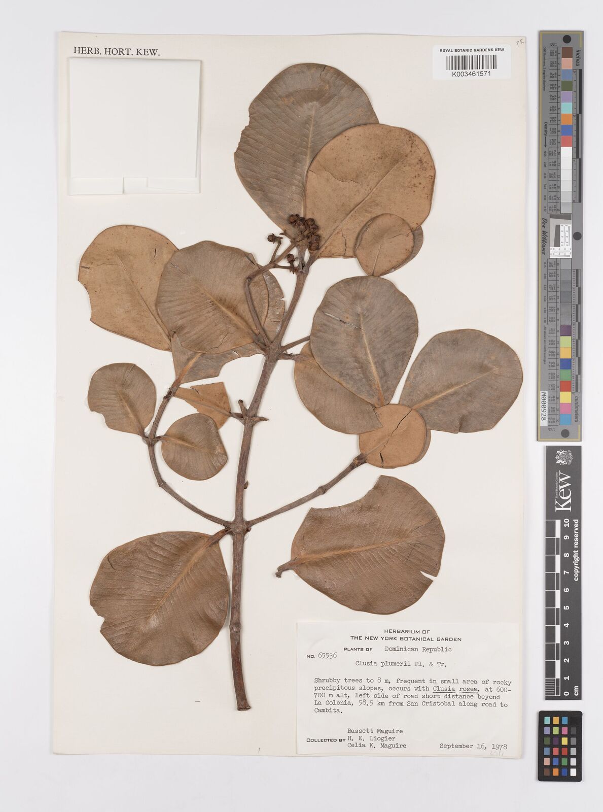 Clusia plumeri Planch. & Triana | Plants of the World Online | Kew Science