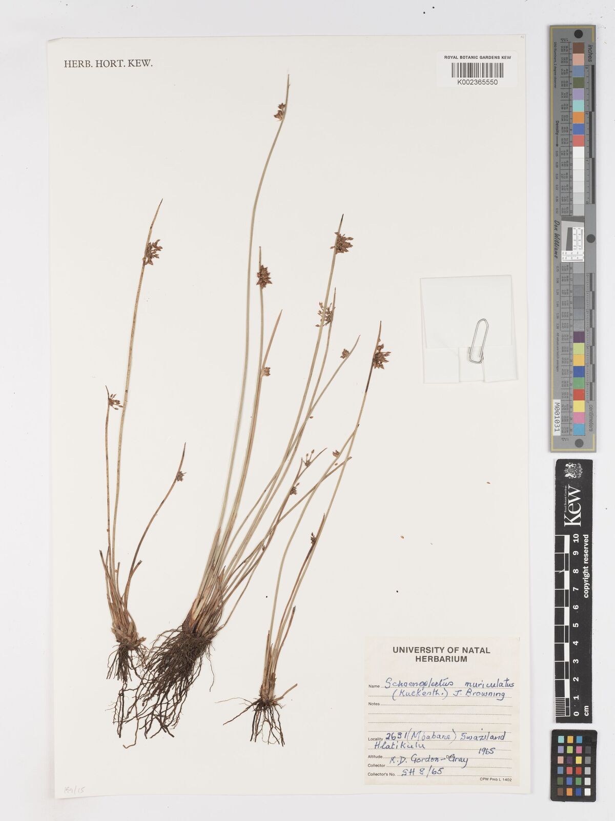 Schoenoplectiella muriculata (Kük.) J.R.Starr | Plants of the World ...