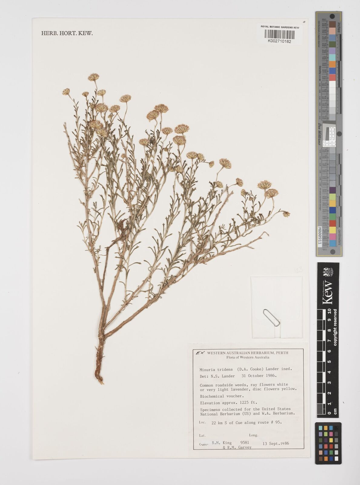 Minuria tridens (D.A.Cooke) Lander | Plants of the World Online | Kew ...